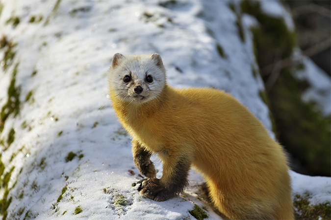 テンの語源・由来 | オールガイド