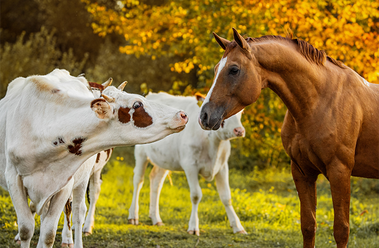 風する馬牛も相及ばずの意味・類語・言い換え | オールガイド